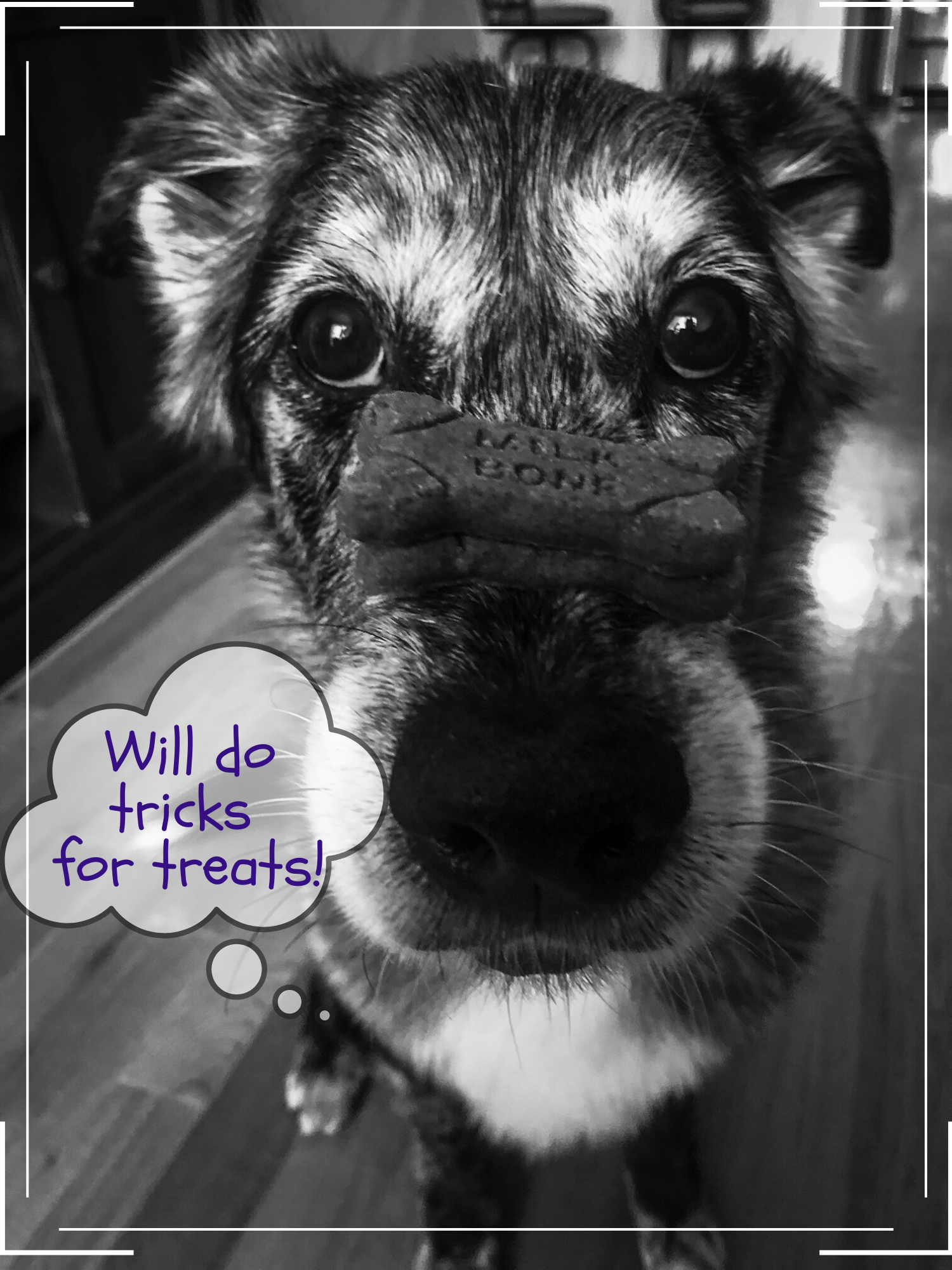 What We Can Learn About Content Marketing From Dogs | Content Rewired